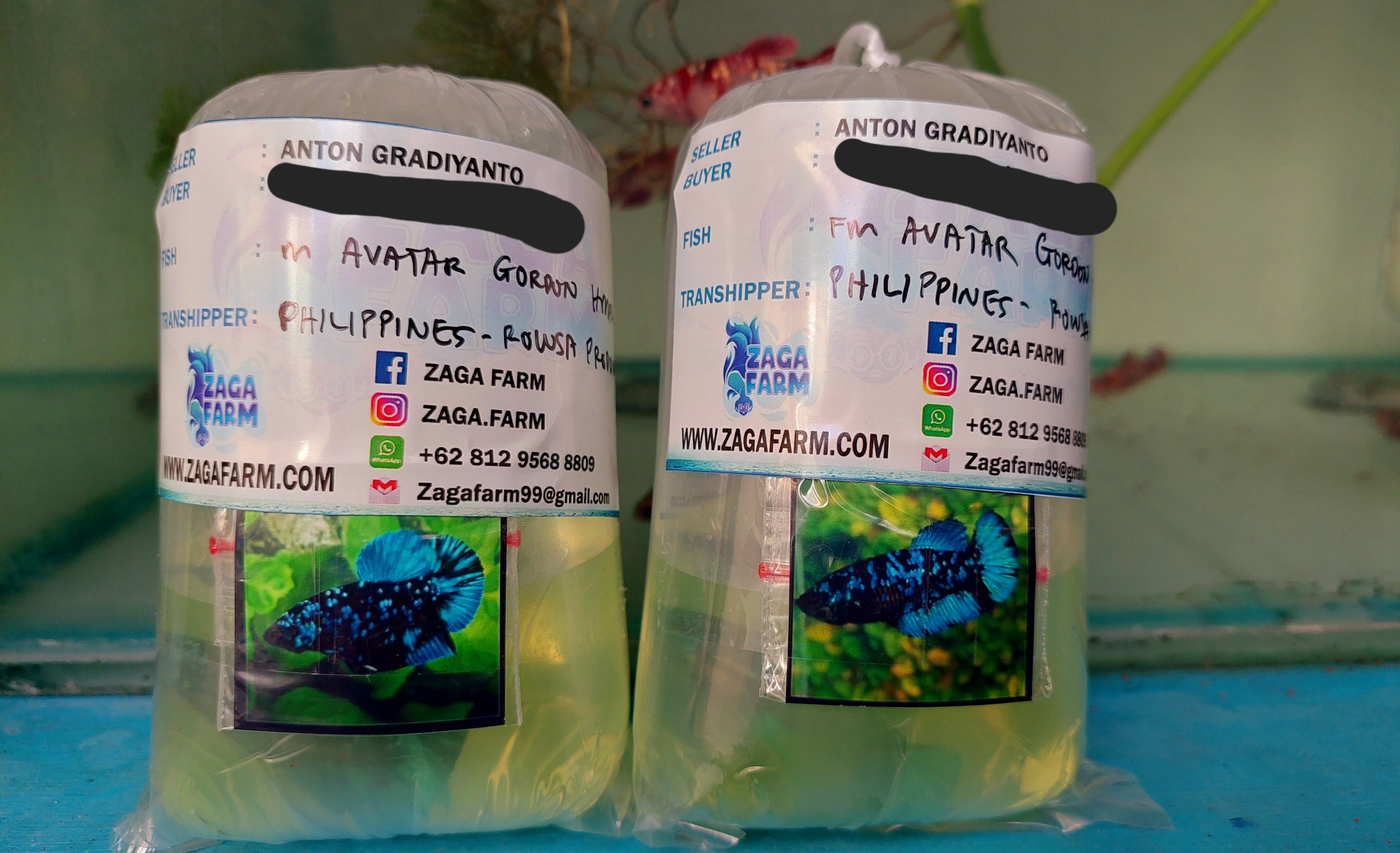 Pair Avatar Gordon HMPK ️ to Philippines – Zaga Farm