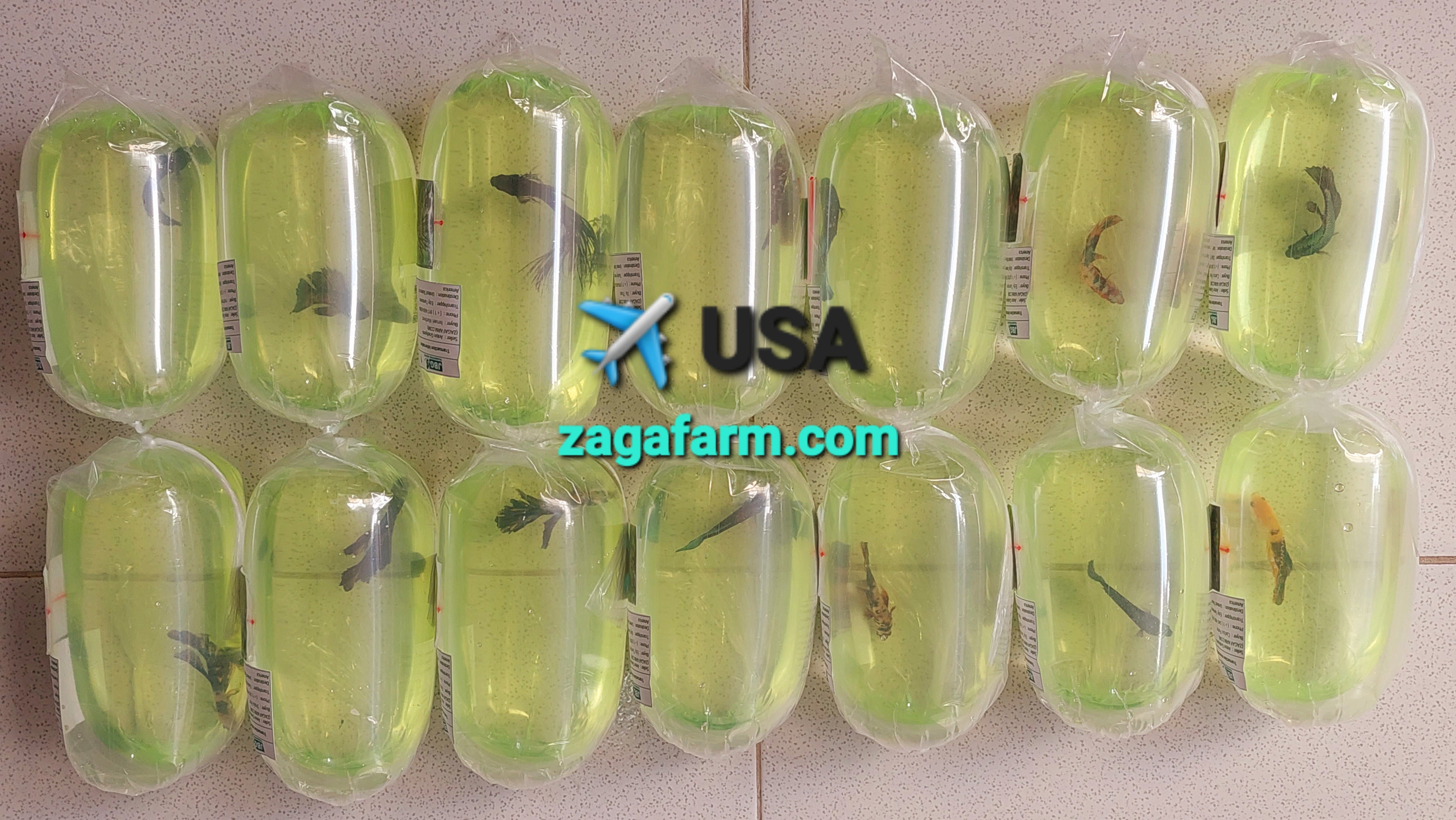 ️ USA - Transhipper Edy Tamtama & Tucky Hama – Zaga Farm