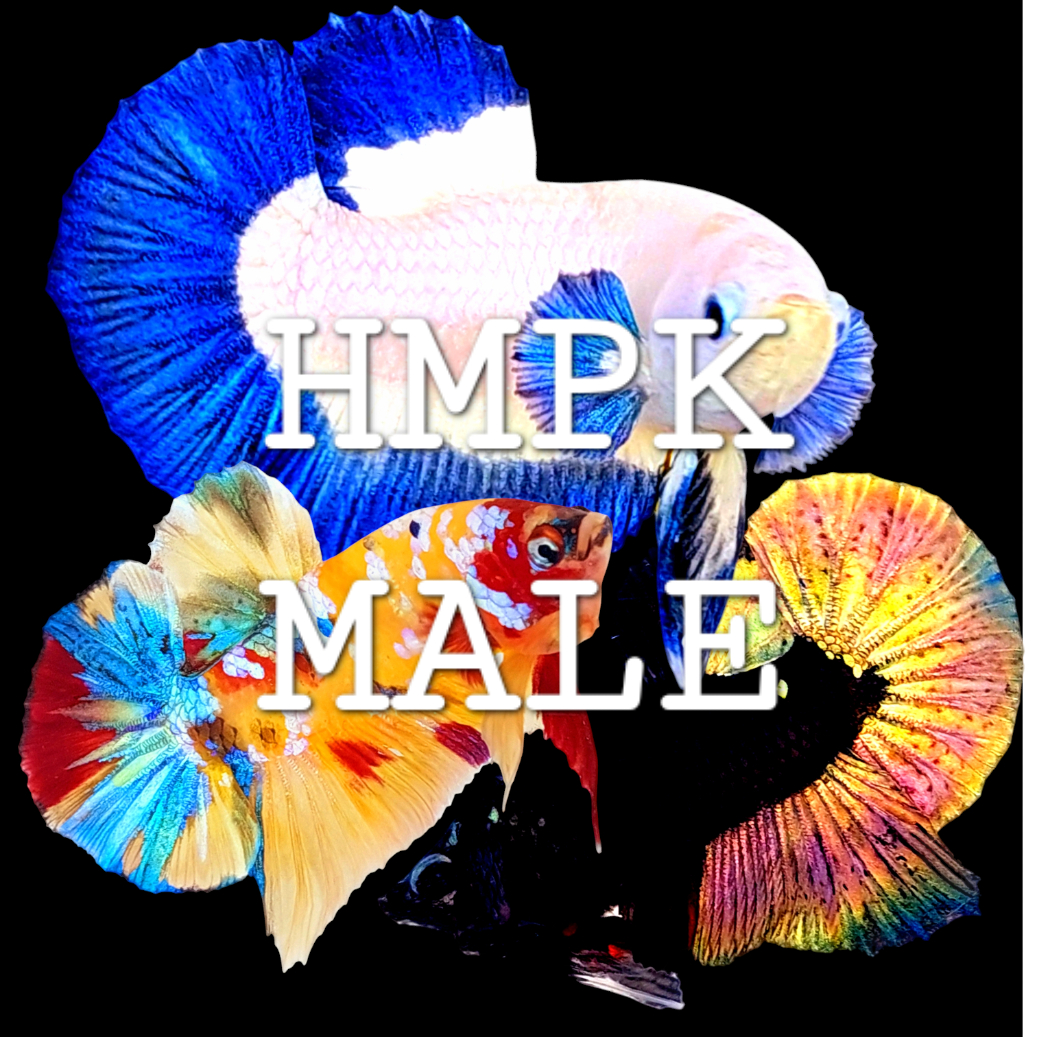 HALFMOON PLAKAT BETTA FISH MALE – Page 3 – Zaga Farm