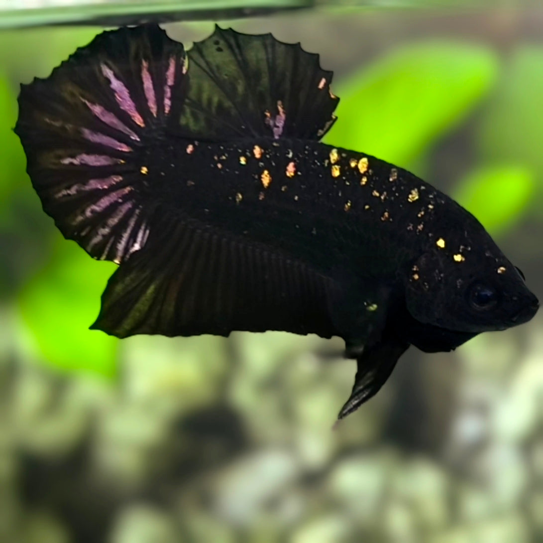 Avatar Black Panther Nebula Startail HMPK Betta Fish Male – Zaga Farm