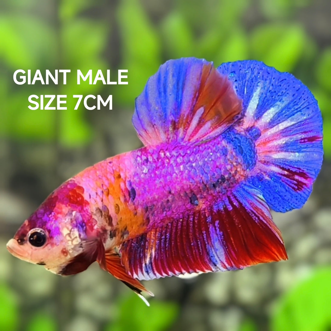 Multicolor Candy JUMBO GIANT HMPK Betta Fish Male – Zaga Farm