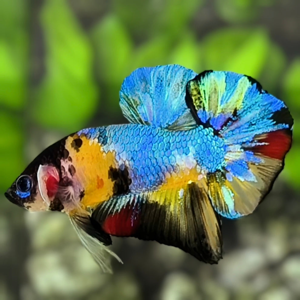 Yellowbase Multicolor HMPK Betta Fish Male – Zaga Farm