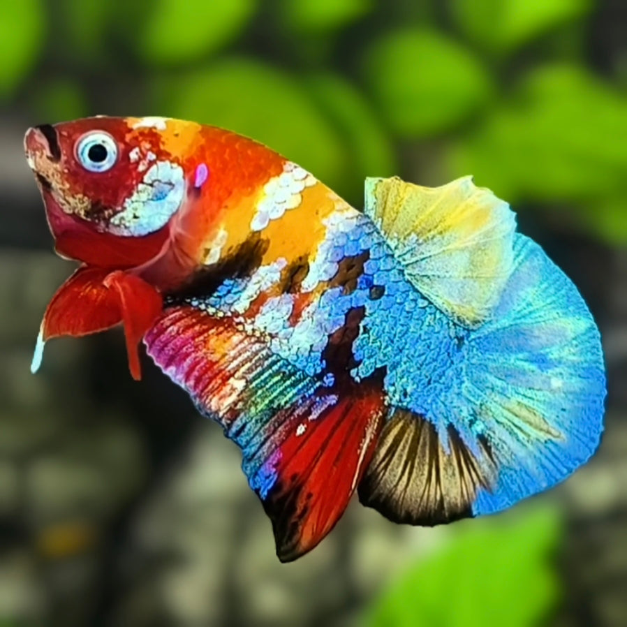 Yellowbase Multicolor Galaxy HMPK Betta Fish Male – Zaga Farm
