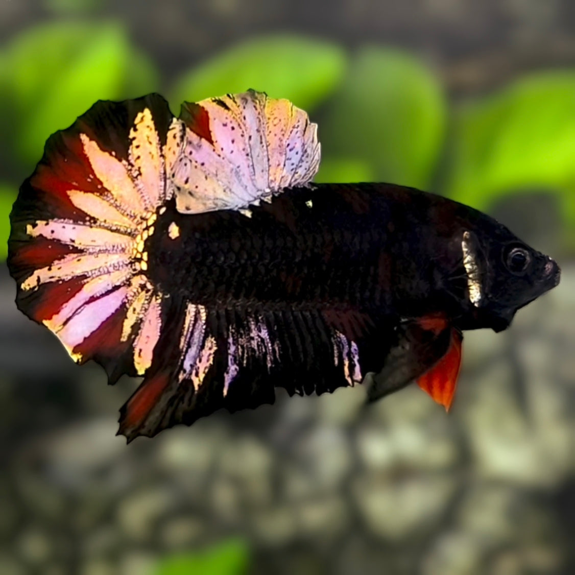 Avatar Blackstar Copper Red Gold HMPK Betta Fish Male – Zaga Farm