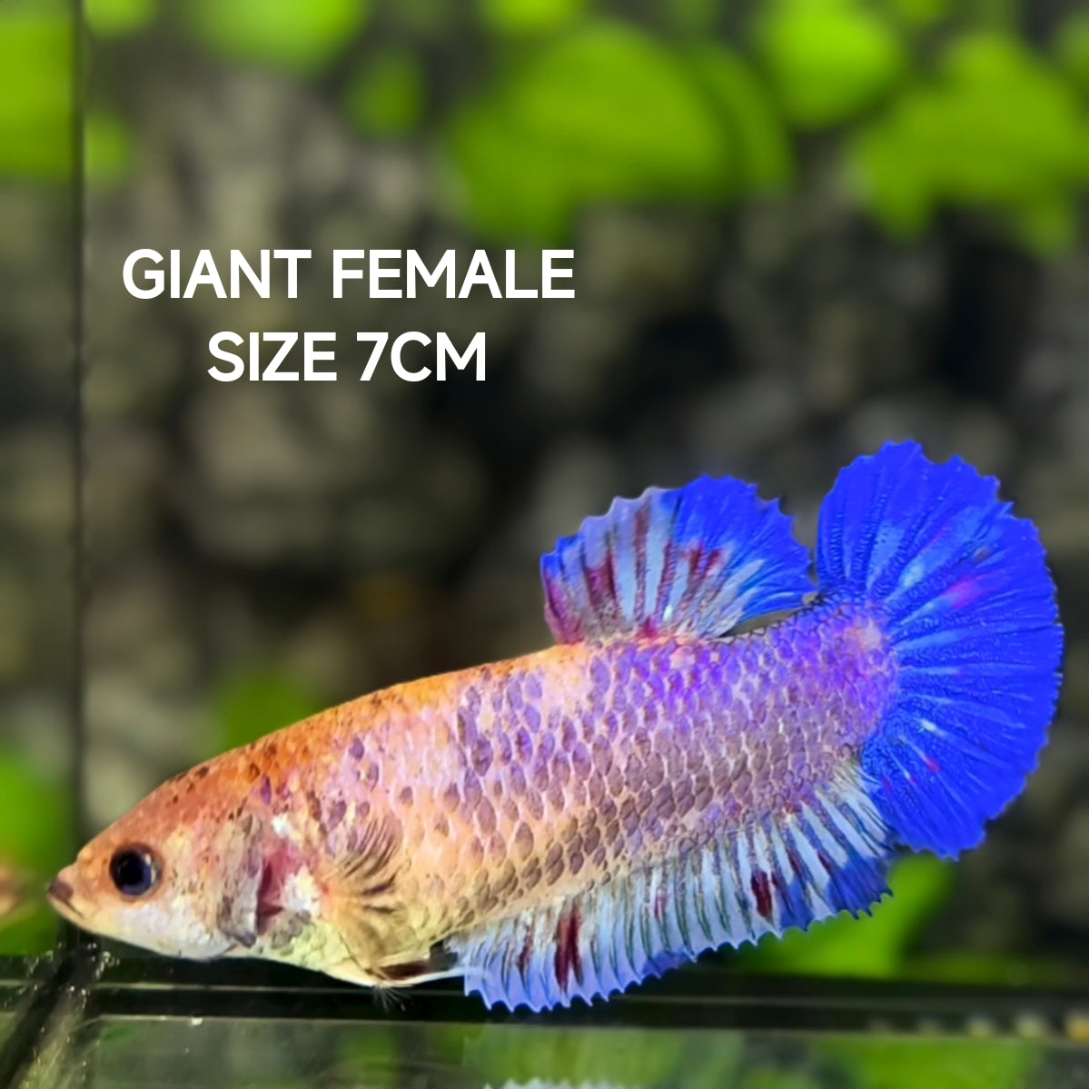 Fancy JUMBO GIANT HMPK Betta Fish Female – Zaga Farm