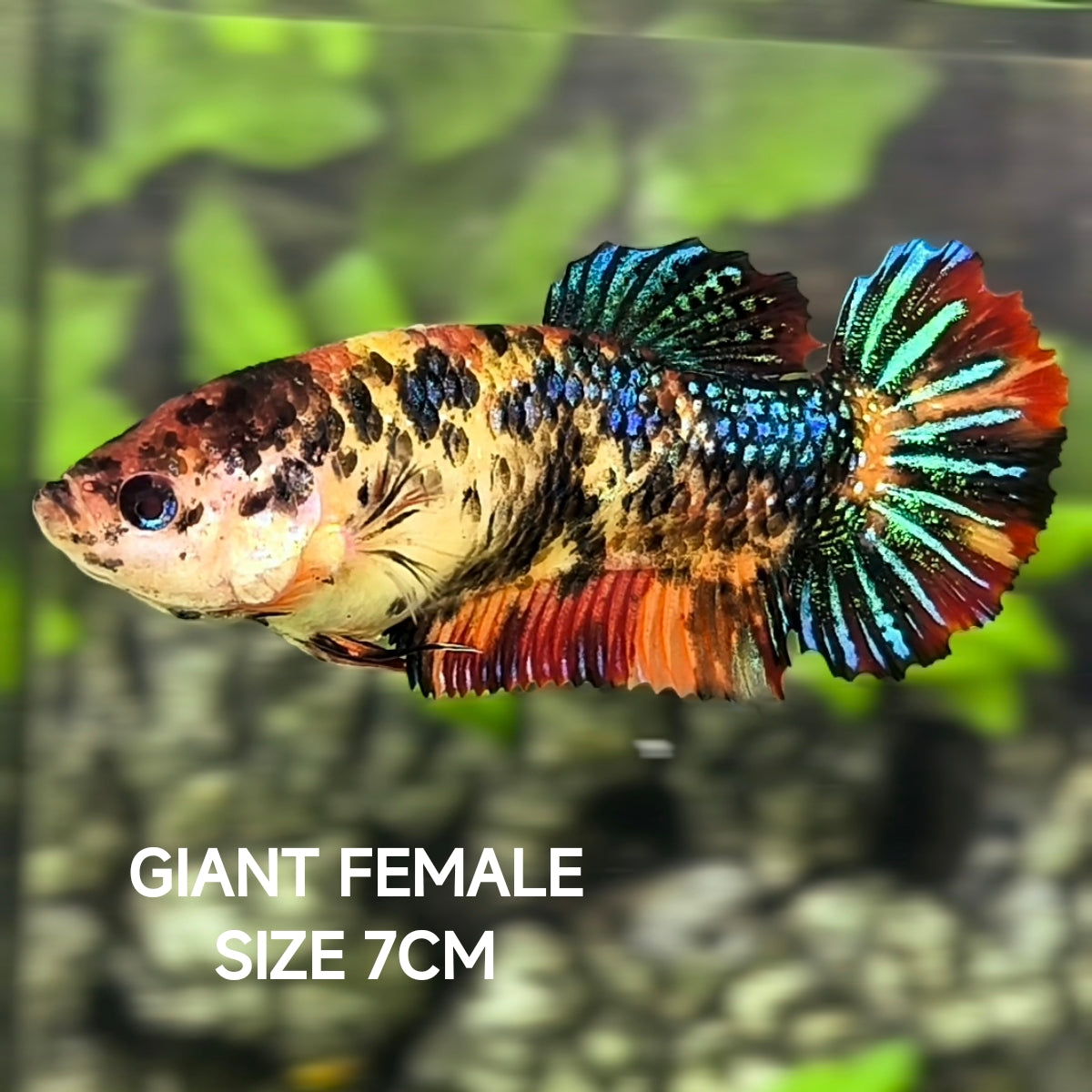 Multicolor Metalic JUMBO GIANT HMPK Betta Fish Female – Zaga Farm