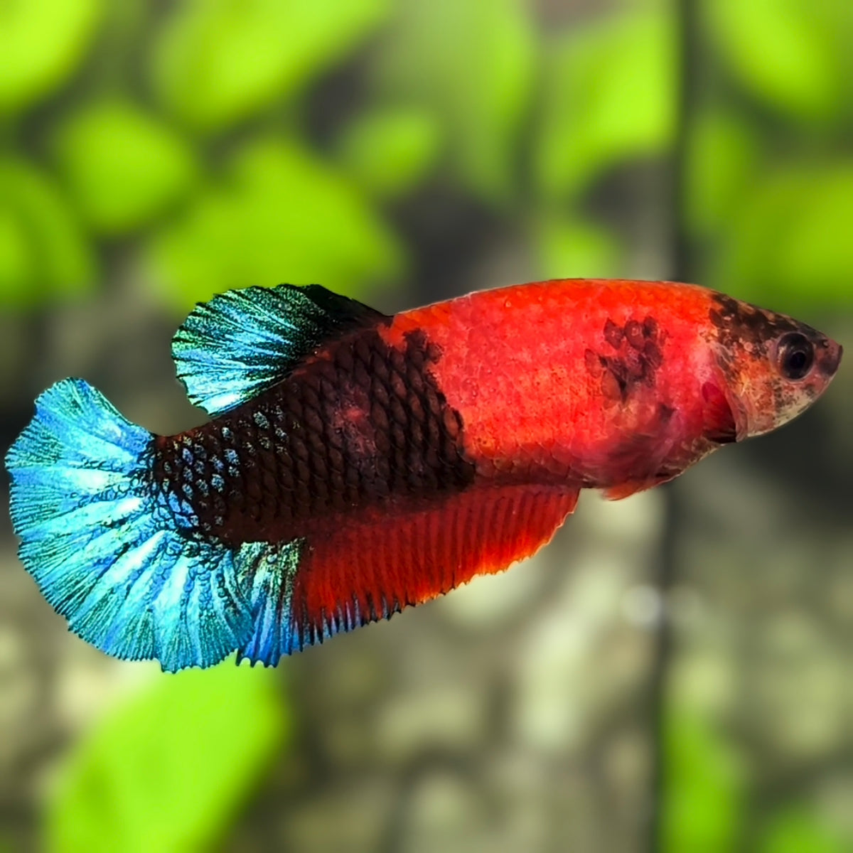 Hellboy HMPK Betta Fish Female For Sorority / Breed – Zaga Farm