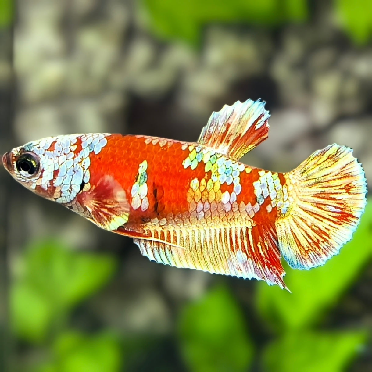 Red Barongsai Gold HMPK Betta Fish Female For Sorority / Breed – Zaga Farm