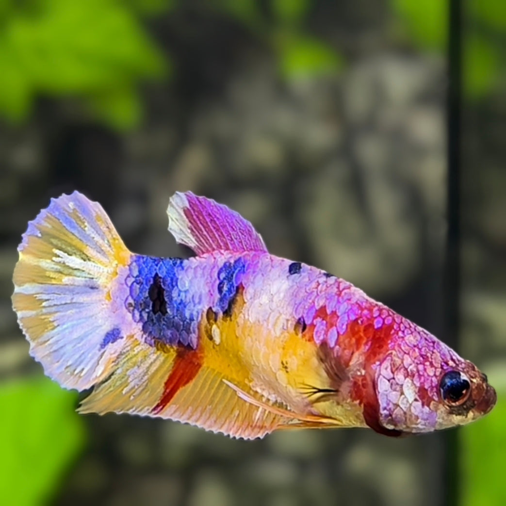 Multicolor Candy Yellowbase HMPK Betta Fish Female For Sorority / Bree ...