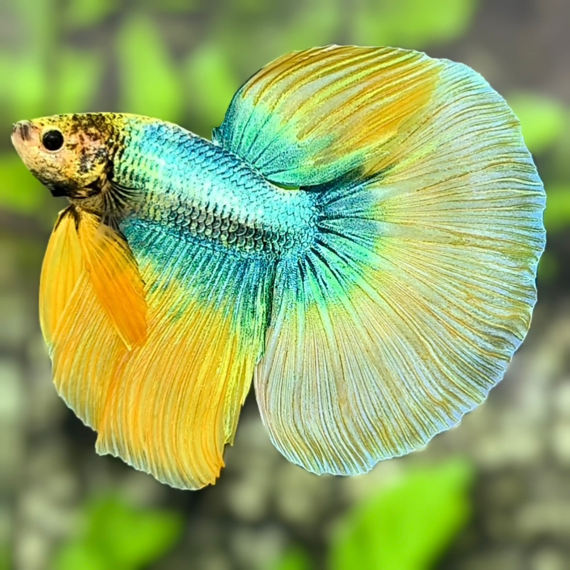 Yellow Turquoise Butterfly Halfmoon Betta Fish Male – Zaga Farm