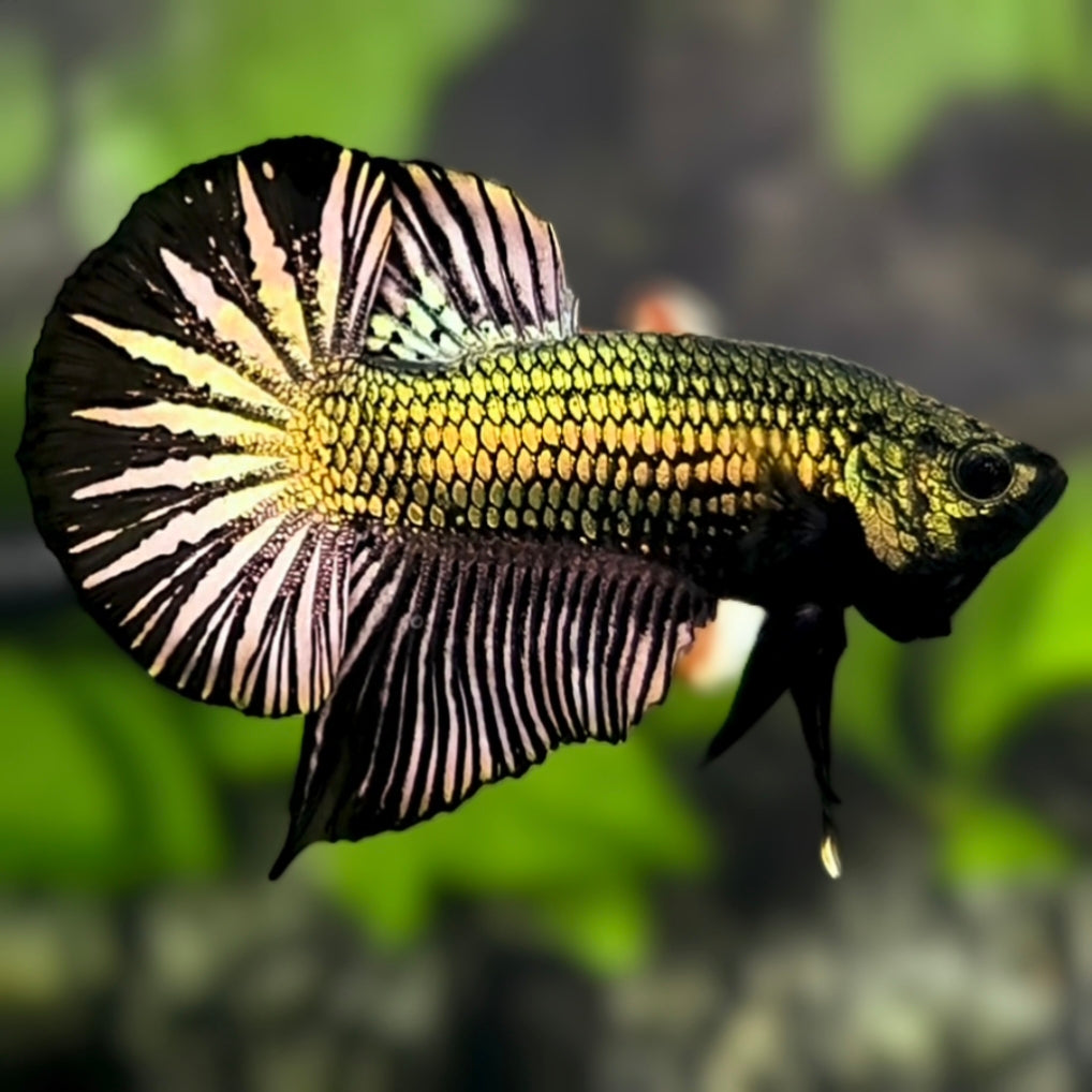 Black Copper Gold Startail Over HMPK Betta Fish Male – Zaga Farm