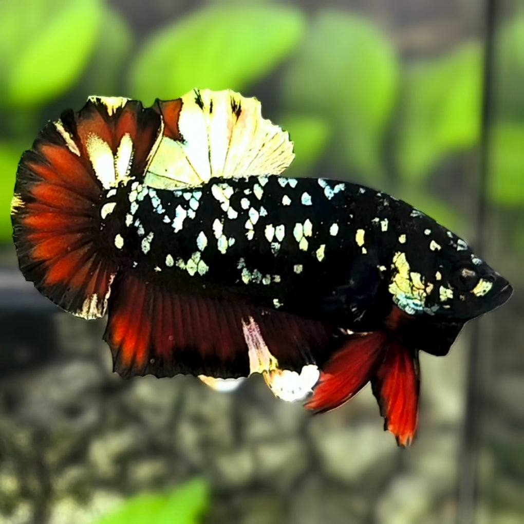 Avatar Blackstar Gold Copper Red Vampire HMPK Betta Fish Male – Zaga Farm