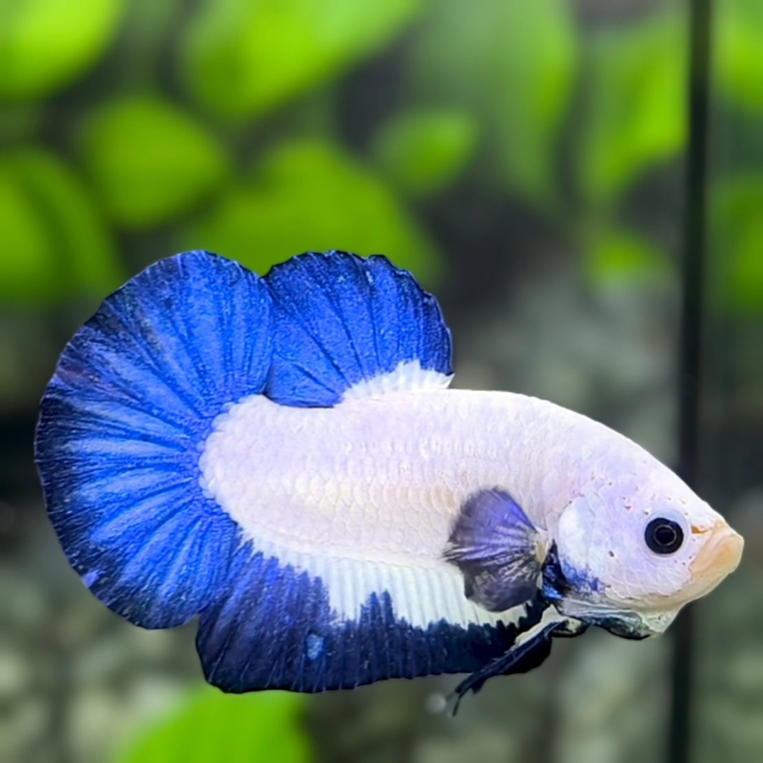 Blue Rim HMPK Betta Fish Male – Zaga Farm