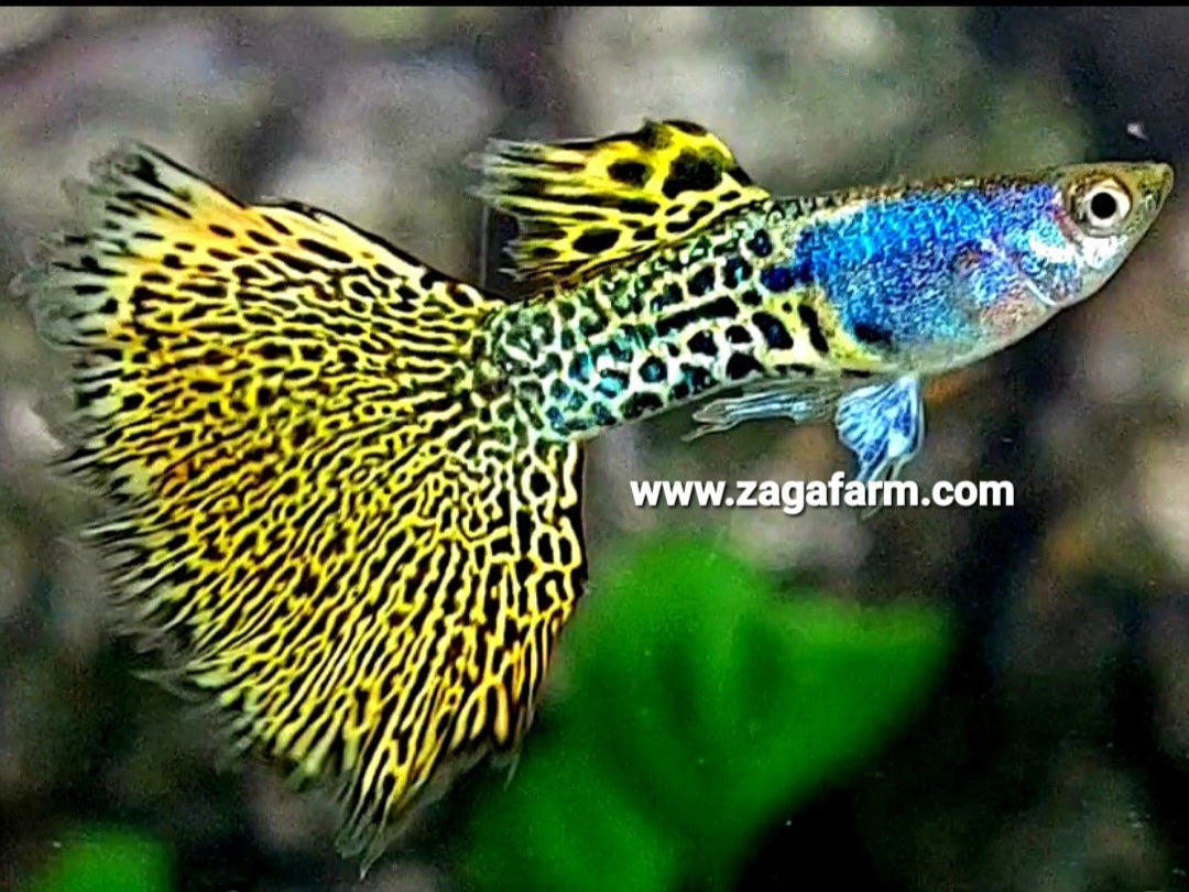 Granja Zaga – Zaga Farm