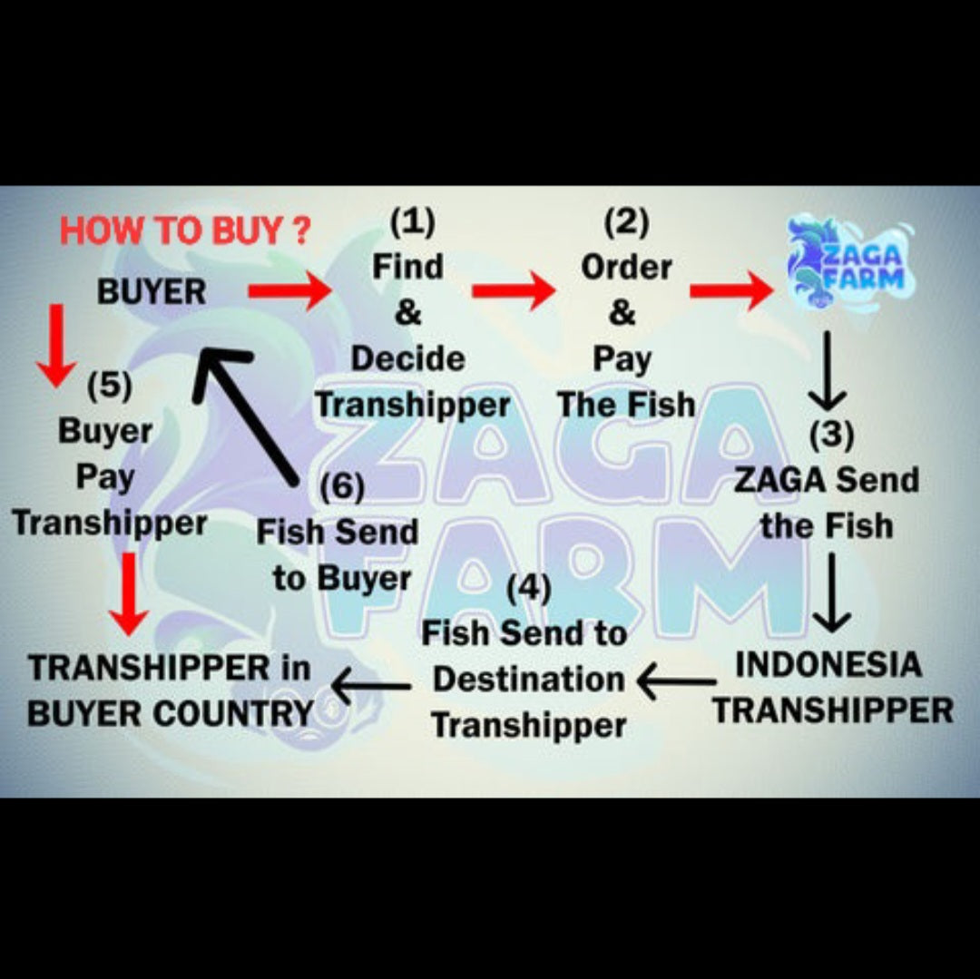 Avatar Black Panther Purple HMPK Betta Fish Male – Zaga Farm