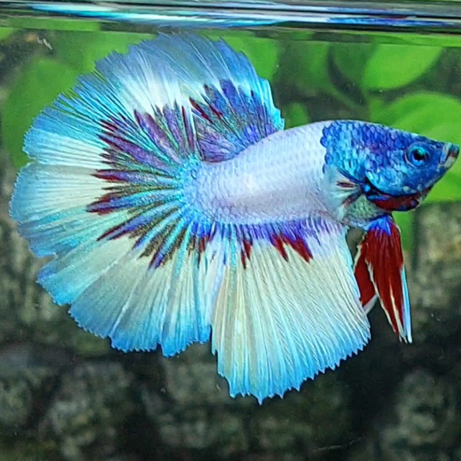 Helmet Unicorn Skyblue Butterfly Halfmoon Male – Zaga Farm