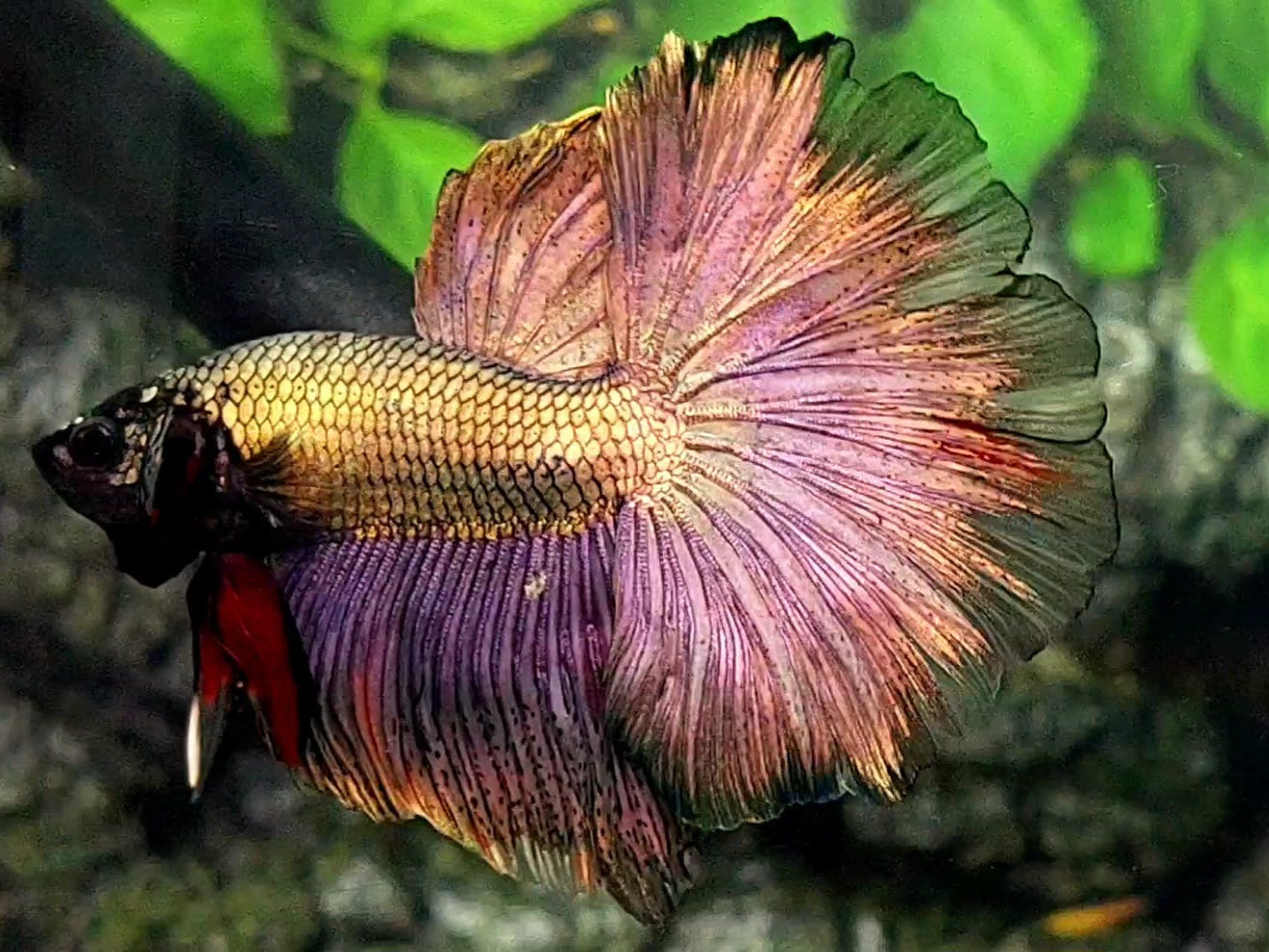 Copper Purple Gold Halfmoon Male Zaga Farm