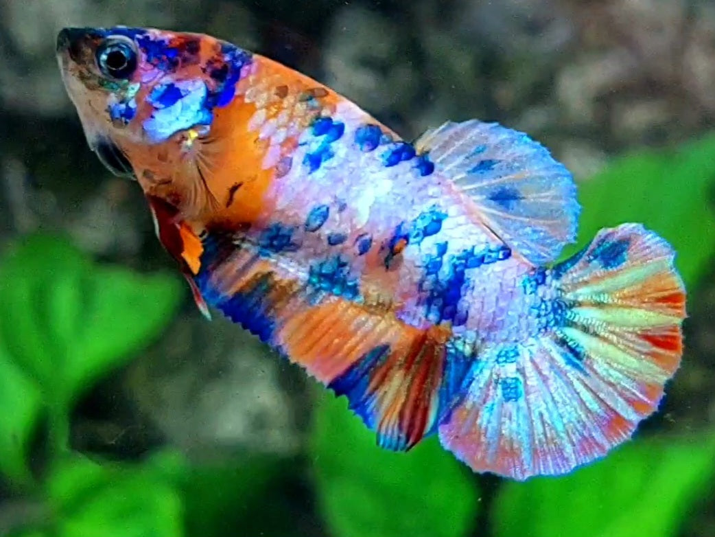 Multicolor Galaxy HMPK Female For Sorority / Breed – Zaga Farm