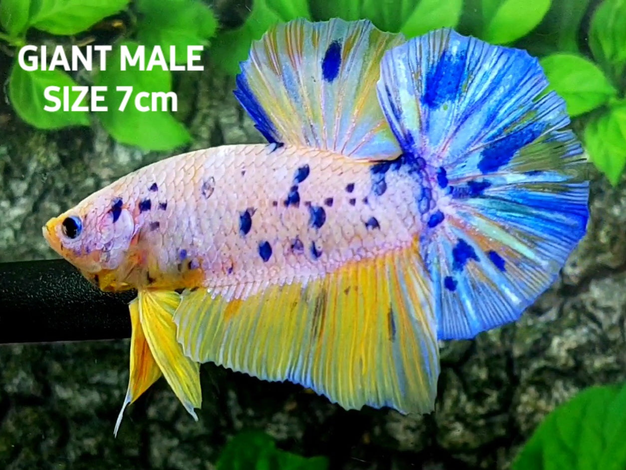 Multicolor Skyblue Yellow Pink Dalmation GIANT Over HMPK Male – Zaga Farm