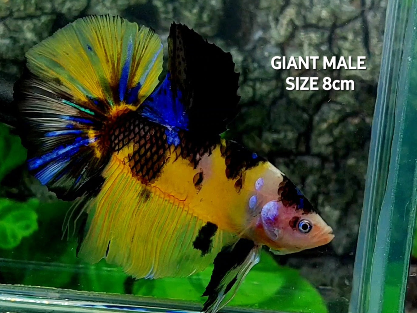 Yellow Tiger JUMBO GIANT HMPK Male – Zaga Farm